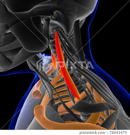 Scalene Muscle Anatomy For Medical Concept 3D - Stock Illustration ...