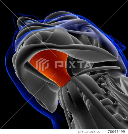 Mylohyoid Muscle Anatomy For Medical Concept 3D - Stock Illustration ...