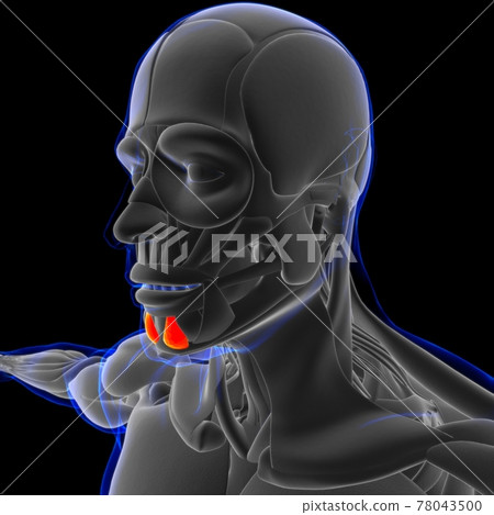 Mentalis Muscle Anatomy For Medical Concept 3D - Stock Illustration ...