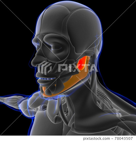 Masseter Deep Muscle Anatomy For Medical... - Stock Illustration ...