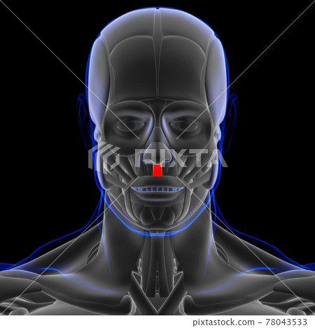 Depressor Septi Nasi muscle Anatomy For Medical... - Stock Illustration ...