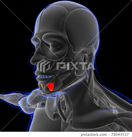 Depressor Labii Inferioris Muscle Anatomy For... - Stock Illustration ...