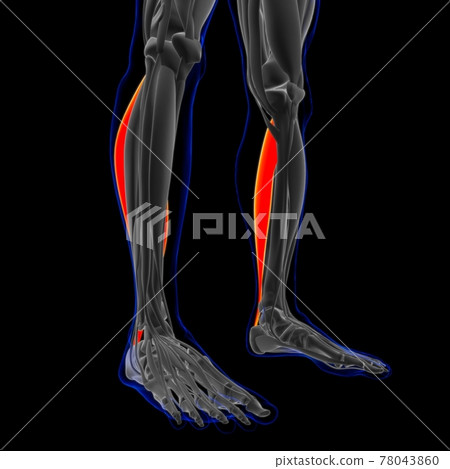 Soleus Muscle Anatomy For Medical Concept 3D... - Stock Illustration ...