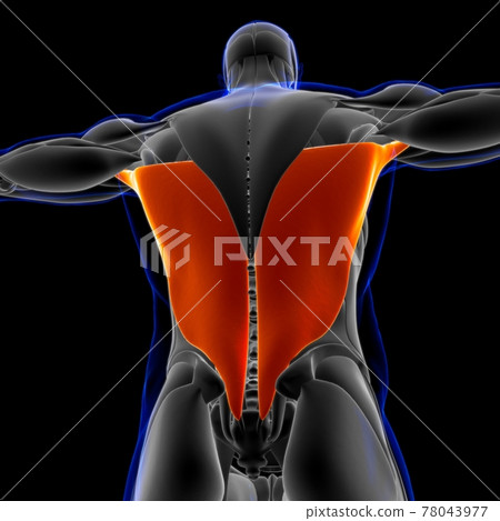 Latissim Muscle Anatomy For Medical Concept 3D... - Stock Illustration ...