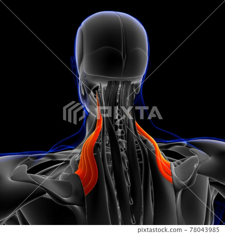 Levator Scapulae Muscle Anatomy For Medical... - Stock Illustration ...