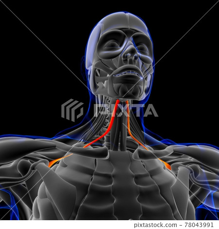 Omohyoideus Muscle Anatomy For Medical Concept... - Stock Illustration ...