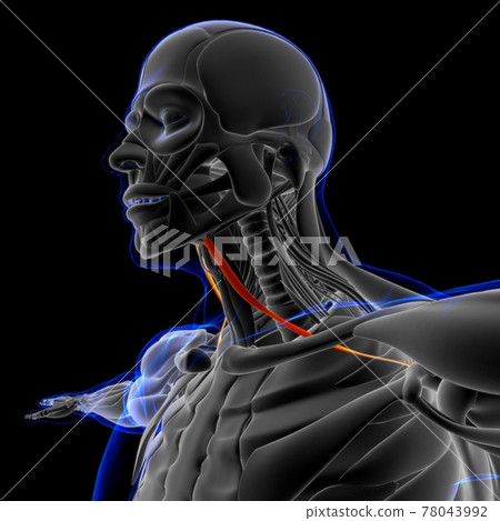 Omohyoideus Muscle Anatomy For Medical Concept... - Stock Illustration ...