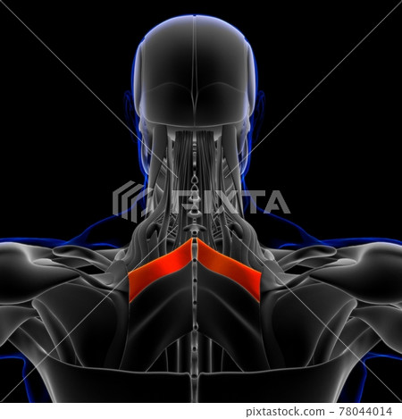 Rhomboid Minor Muscle Anatomy For Medical... - Stock Illustration ...