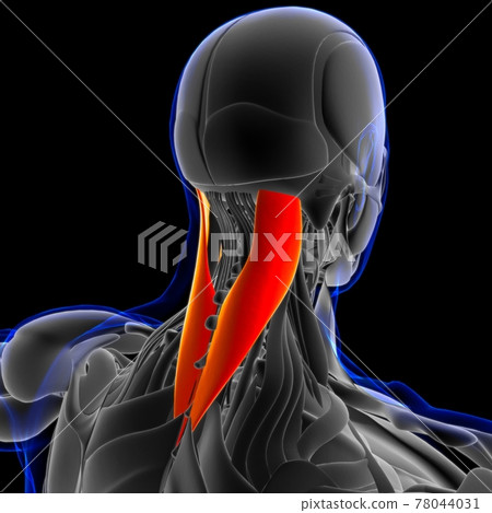 Splenius Capitus Muscle Anatomy For Medical...-插圖素材 [78044031] - PIXTA圖庫