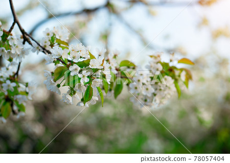 tree branch in cherry orchard in spring. walk... - Stock Photo ...