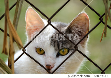 cat portrait defiant look eyes blurred background - Stock Photo ...