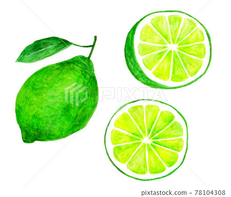 Lime watercolor illustration - Stock Illustration [78104308] - PIXTA