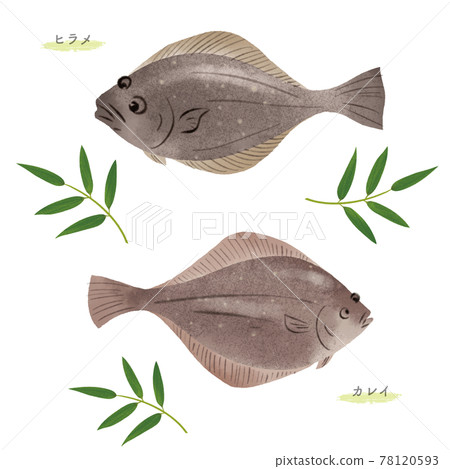Hand-drawn illustration of flatfish and... - Stock Illustration ...