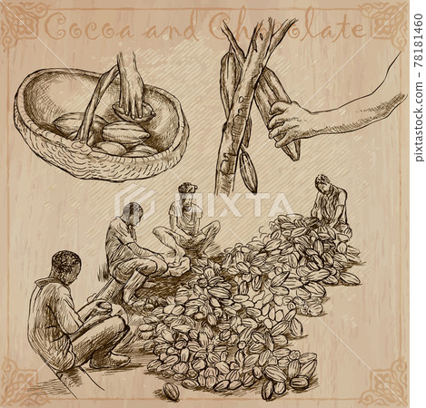 Cocoa harvesting. Agriculture. An hand drawn...-插圖素材 [78181460] - PIXTA圖庫