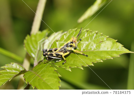 Fuki butter larva - Stock Photo [78184375] - PIXTA