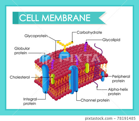 Human cell membrane structure - Stock Illustration [78191485] - PIXTA