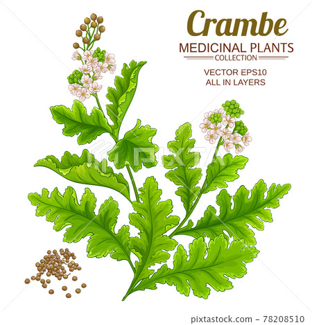 crambe plant illustration on white background - Stock Illustration ...