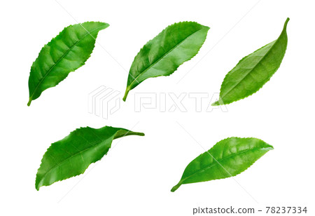 teleaf, leaf, leafs - Stock Illustration [78237334] - PIXTA