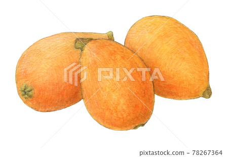 Loquat fruit watercolor pencil drawing - Stock Illustration [78267364 ...