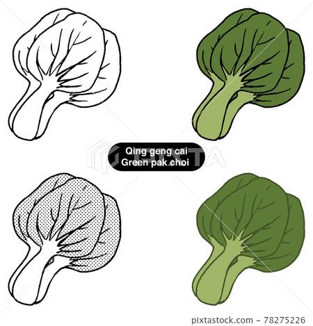 Bok Choy 01-Line Art_Color - Stock Illustration [78275226] - PIXTA