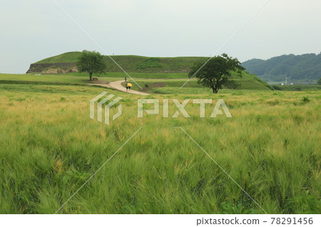 grassland, Scenery, scene - Stock Photo [78291456] - PIXTA