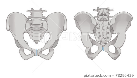 Front and back pelvis illustration - Stock Illustration [78293439] - PIXTA