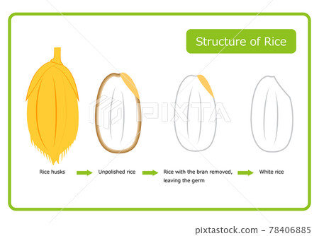 English version of rice structure map rice husk... - Stock Illustration ...
