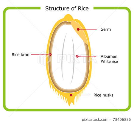 English version of rice structure map rice husk... - Stock Illustration ...