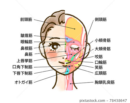 Cross-section illustration of facial muscles... - Stock Illustration ...