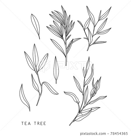 Tea tree hand drawing. Sketch illustration. - Stock Illustration ...