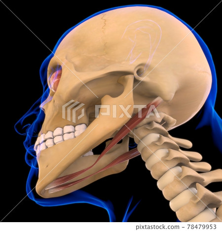 Digastric Muscle Anatomy For Medical Concept 3D - Stock Illustration ...