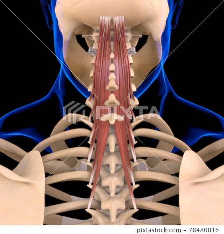 Semispinalis Capitis Muscle Anatomy For Medical... - Stock Illustration ...