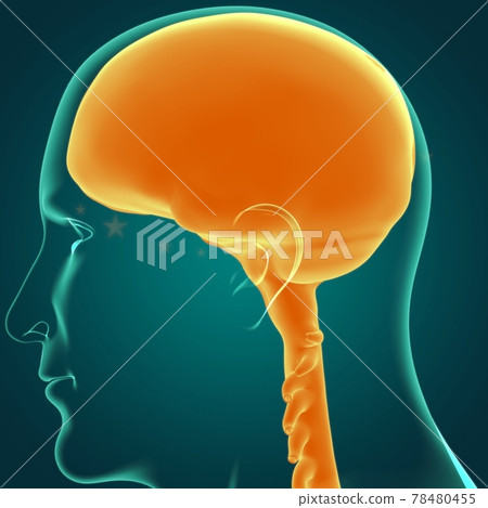 Dura mater Anatomy For Medical Concept 3D - Stock Illustration ...