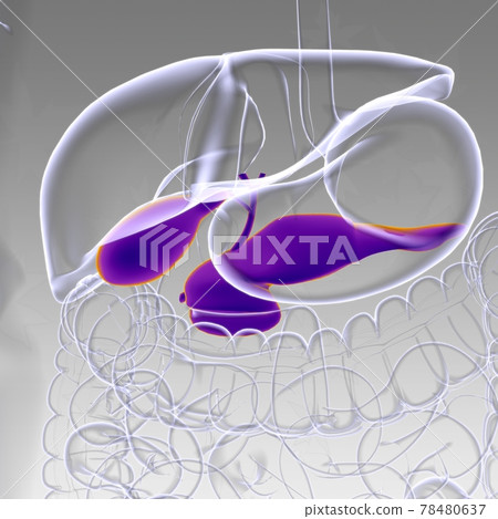 Gall Bladder Human Digestive System Anatomy 3D... - Stock Illustration ...