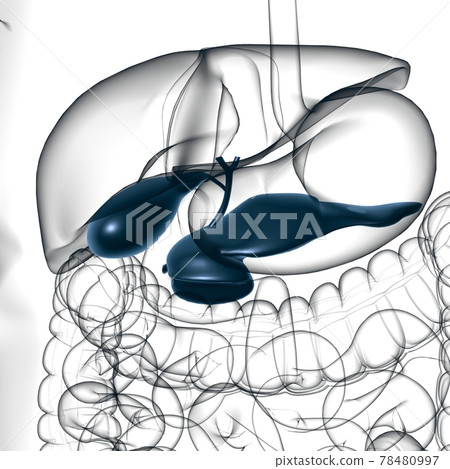 pancreas Human Digestive System Anatomy For... - Stock Illustration ...