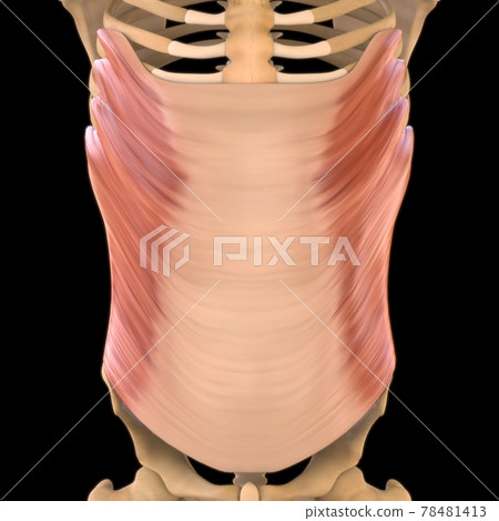 Abdominal External Oblique Muscle Anatomy For...-插圖素材 [78481413] - PIXTA圖庫