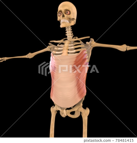 External Oblique Muscle Anatomy
