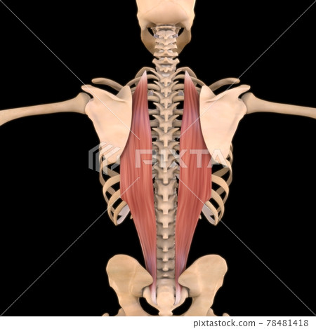 Iliocostalis Muscle Anatomy For Medical Concept... - Stock Illustration ...