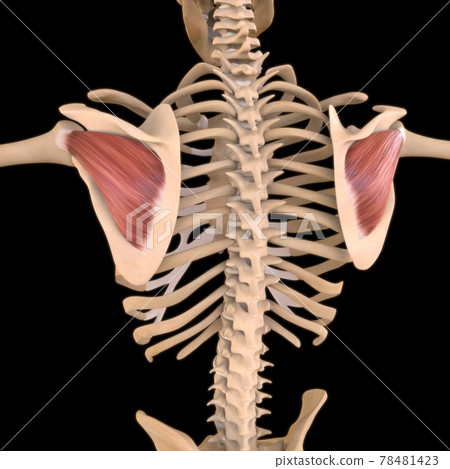 Infraspinatus Muscle Anatomy For Medical... - Stock Illustration ...
