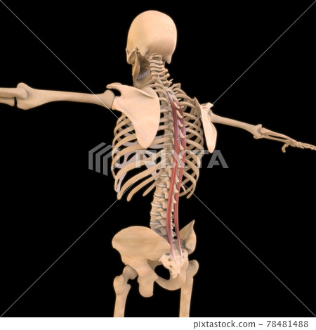 Spinalis Muscle Anatomy For Medical Concept 3D... - Stock Illustration ...