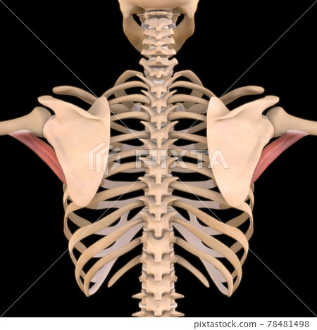 Teres Major Muscle Anatomy For Medical Concept... - Stock Illustration ...