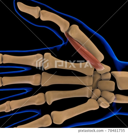 Opponens Pollicis Muscle Anatomy For Medical... - Stock Illustration ...