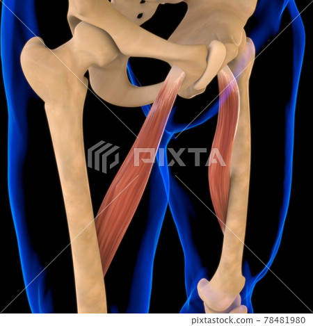Adductor Longus Muscle Anatomy For Medical... - Stock Illustration ...