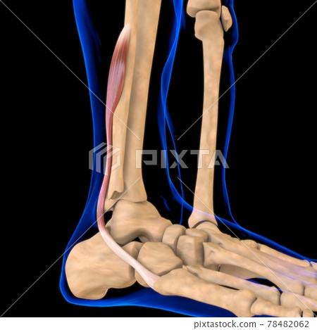 Peroneus Brevis Muscle Anatomy For Medical... - Stock Illustration ...