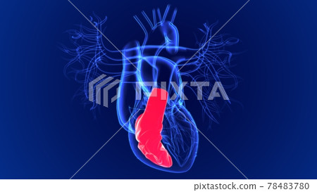 3d Illustration Human Heart Right Ventricle For... - Stock Illustration ...