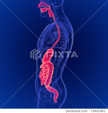 3D Illustration of Human Digestive System... - Stock Illustration ...