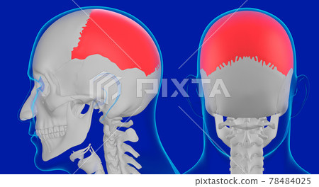 Human Skeleton Skull Anatomy Perietal bone 3D... - Stock Illustration ...