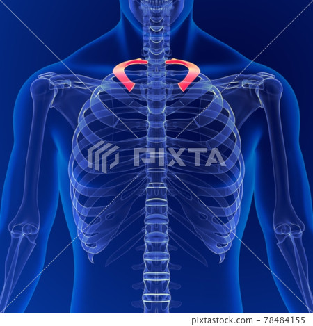 Human skeleton anatomy Rib Cage 1st Bone 3D... - Stock Illustration ...