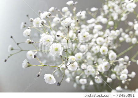 White gypsophila flowers are in bloom. The... - Stock Photo [78486091 ...