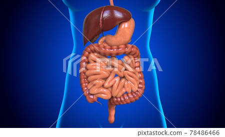 3D Illustration Human Digestive System Anatomy... - Stock Illustration ...